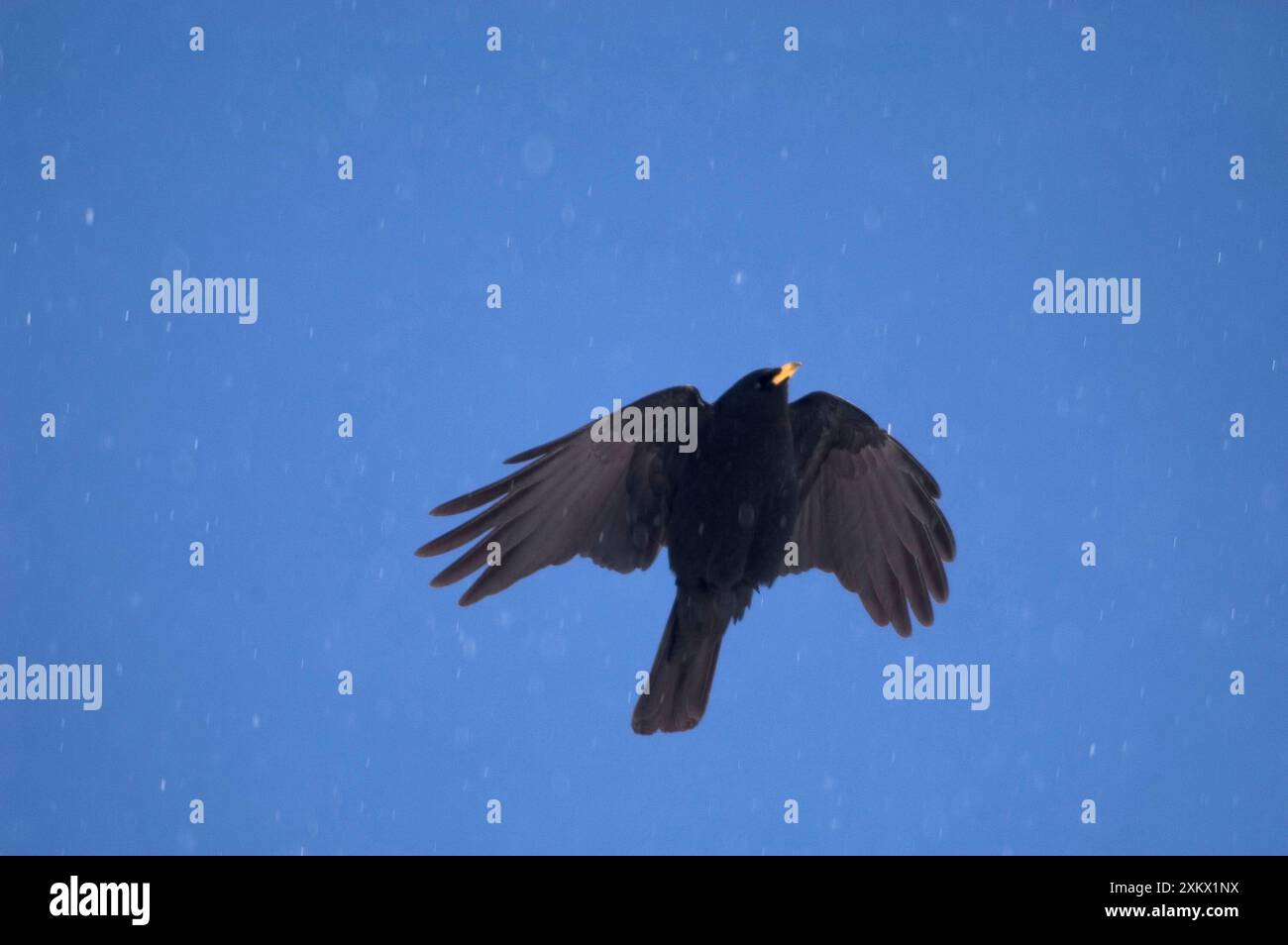 Alpine Chough, in falling snow Stock Photo - Alamy