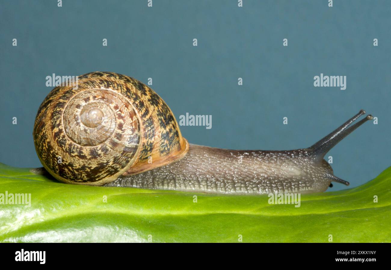 Snail anatomy hi-res stock photography and images - Alamy