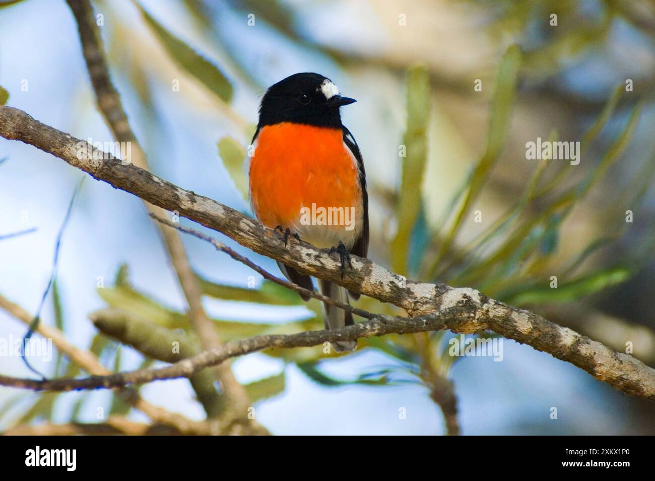 Scarlet Robin - male Stock Photo - Alamy