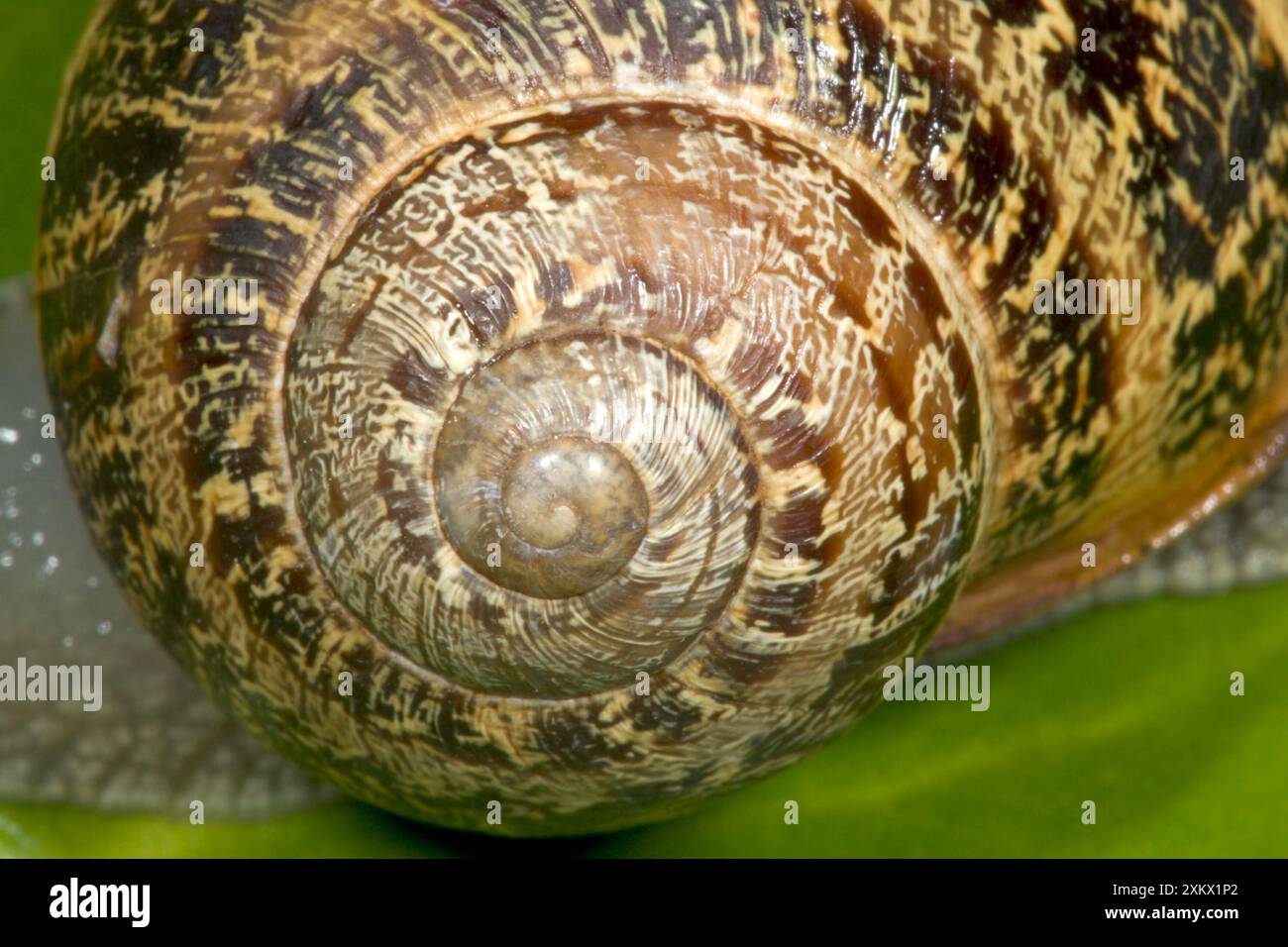Shell showing hi-res stock photography and images - Alamy