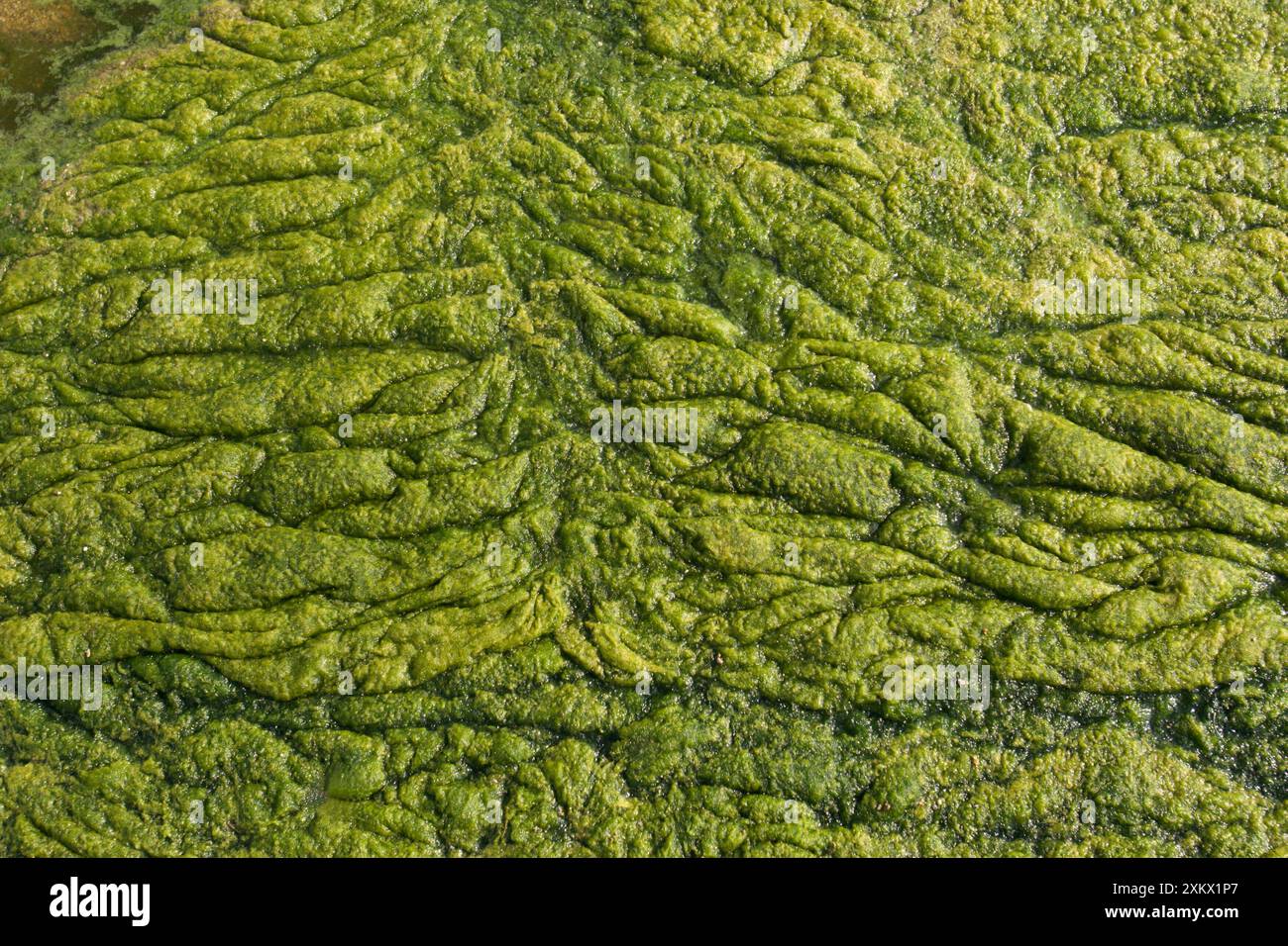 Eutrophication - Algal bloom of blanket weed in Stock Photo - Alamy