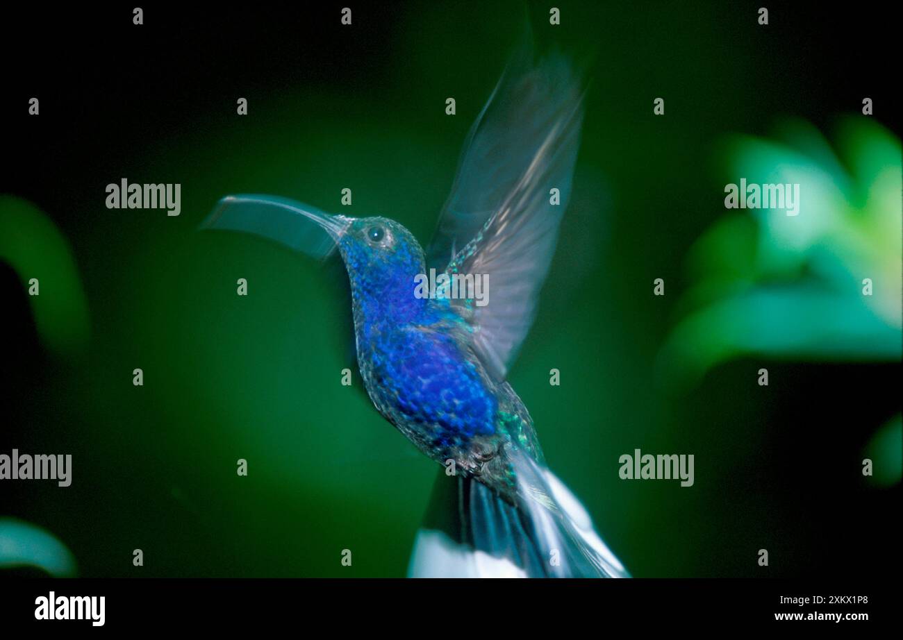 Violet Sabrewing Hummingbird - In flight Stock Photo - Alamy
