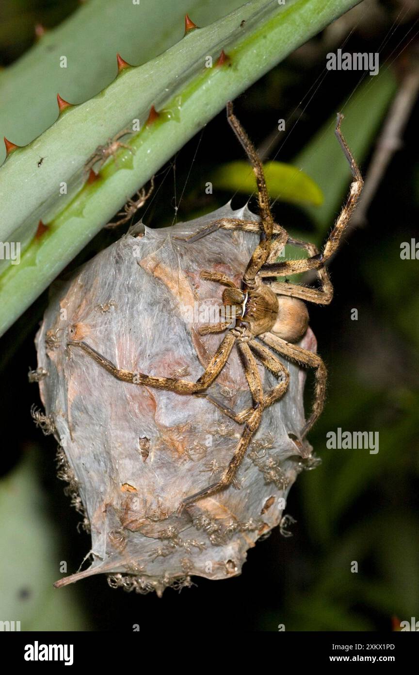 Rain spider - Female guarding recently hatched Stock Photo - Alamy
