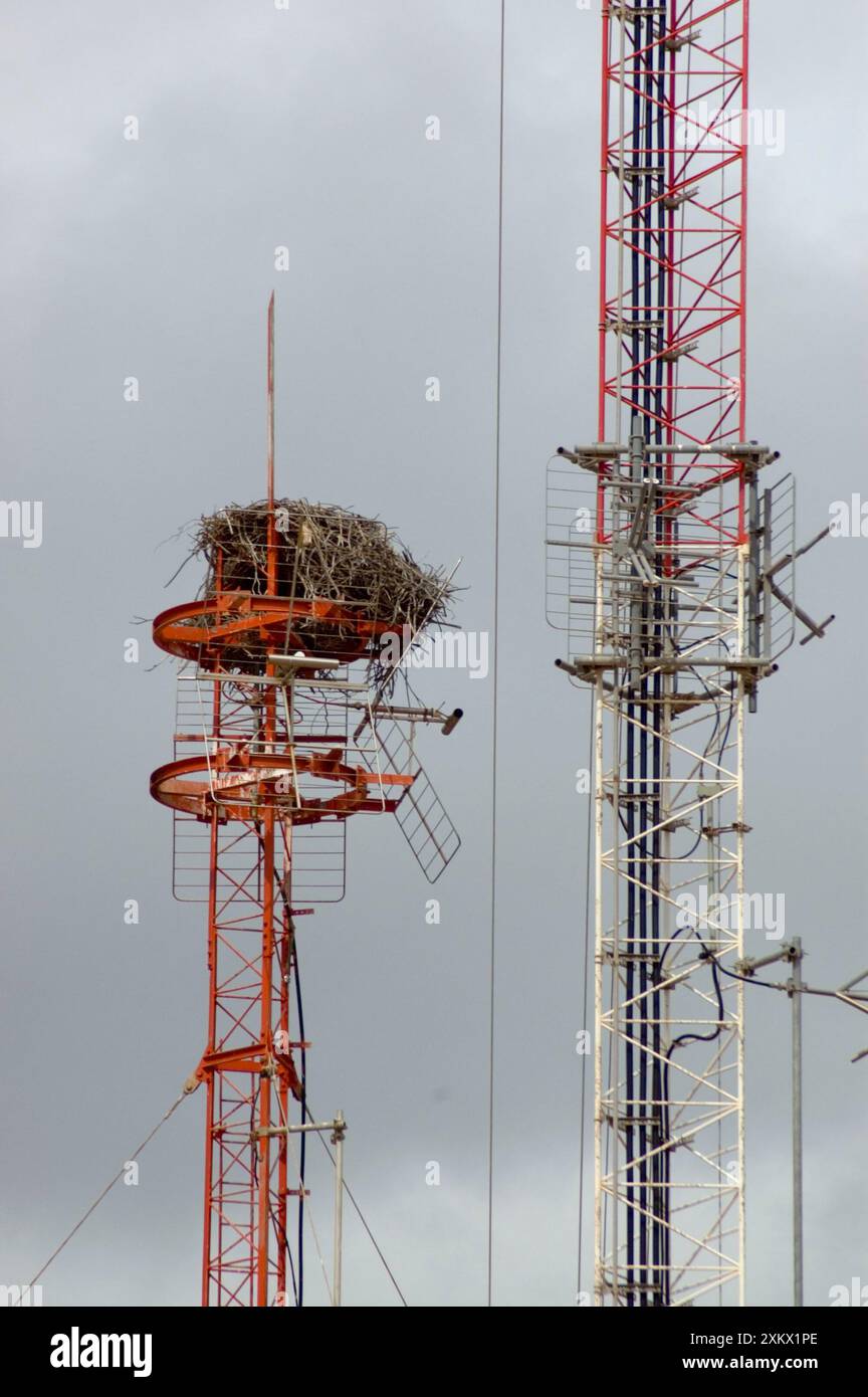 Nest of Osprey on transmission mast Stock Photo - Alamy