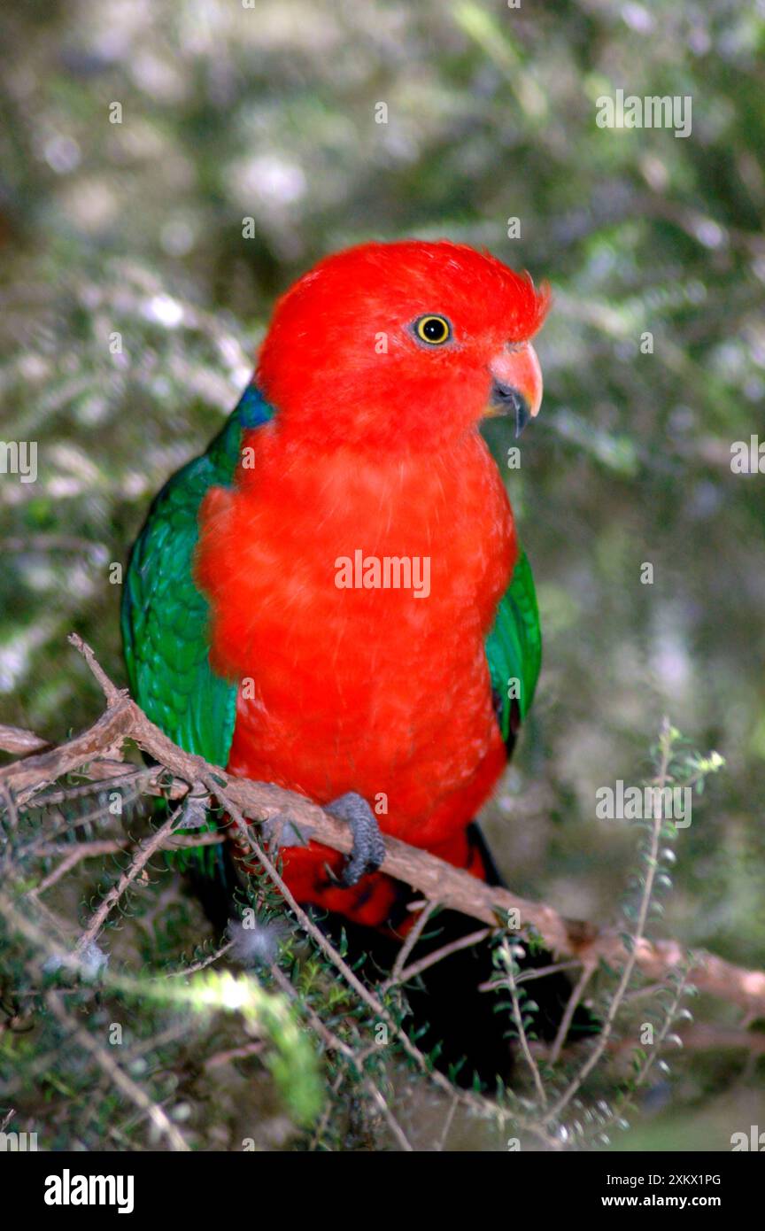 Australian King-Parrot male Stock Photo - Alamy