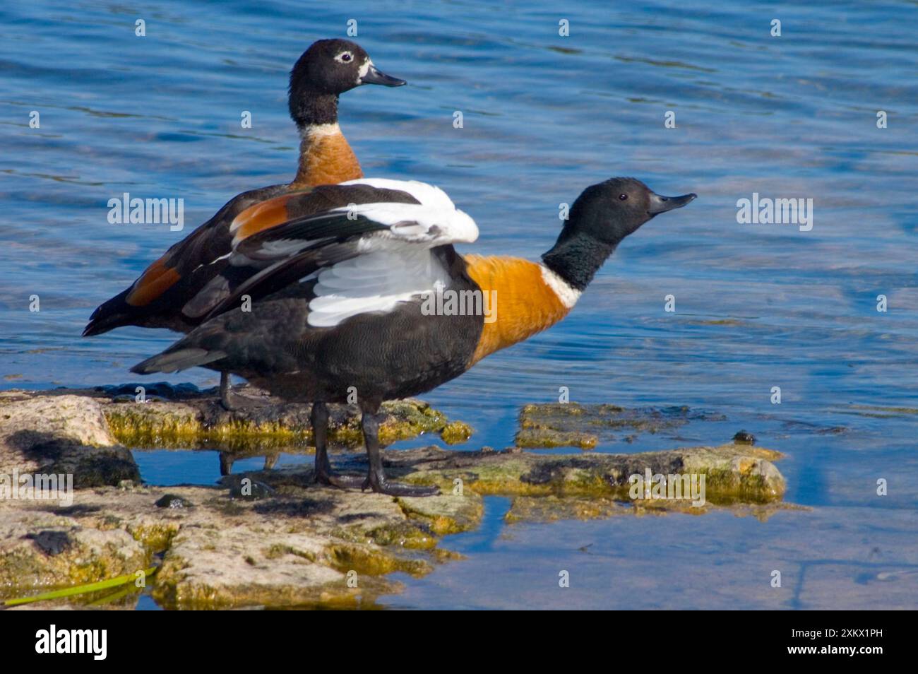 Australian Shelduck, male stretching wings, female behind Stock Photo ...