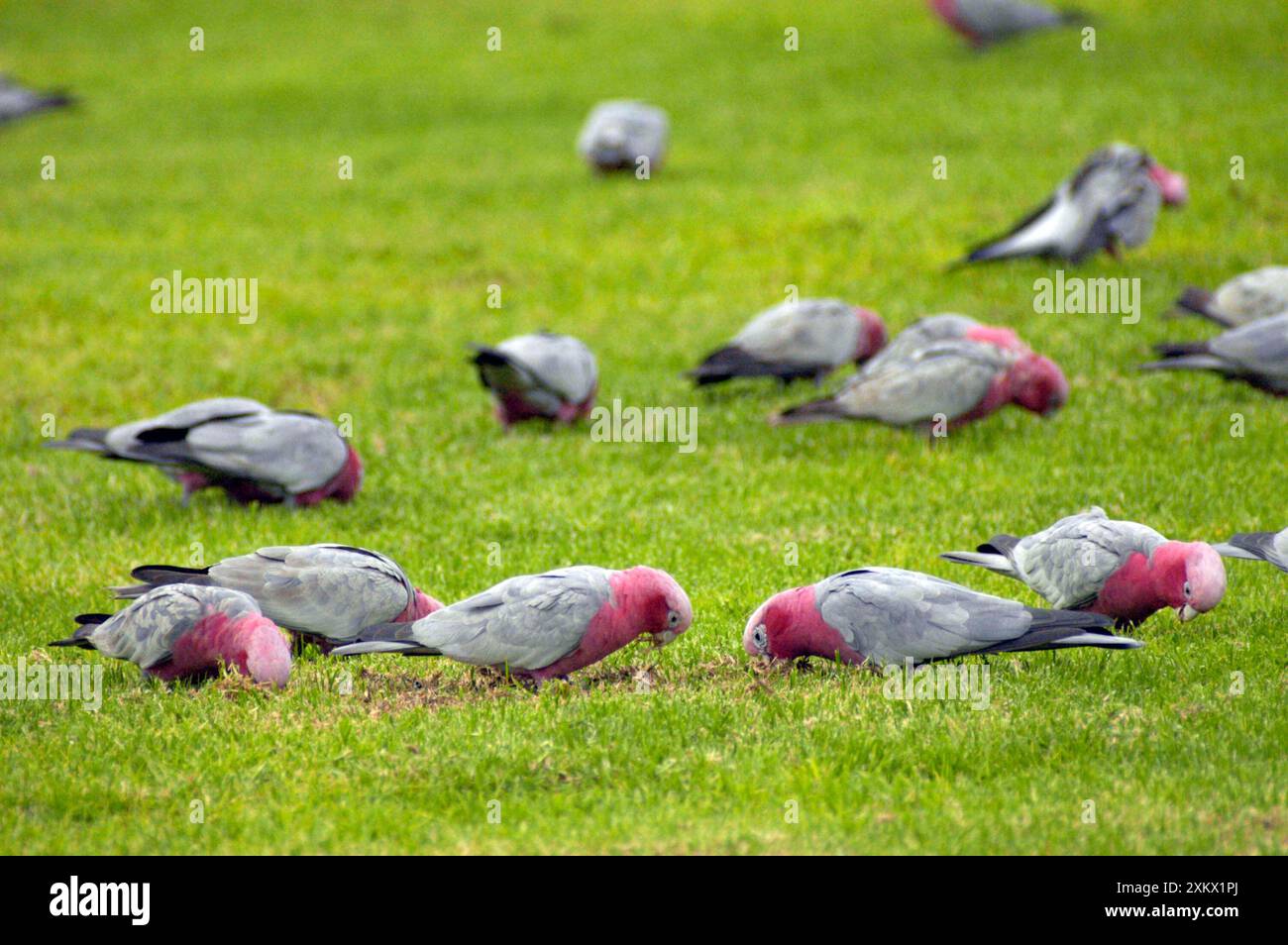 Galah flock feeding on lawns of town park Stock Photo - Alamy
