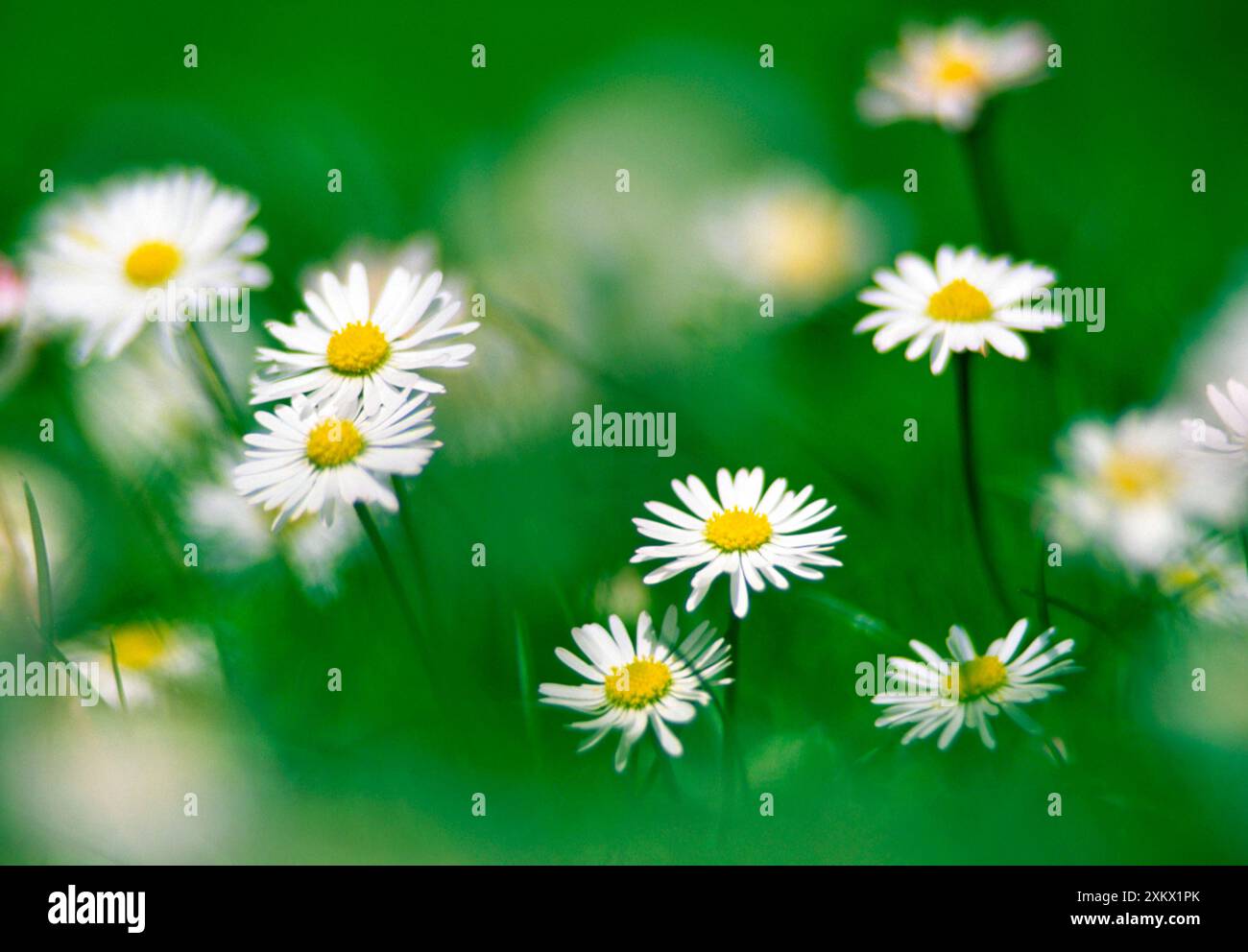Common flowers hi-res stock photography and images - Alamy