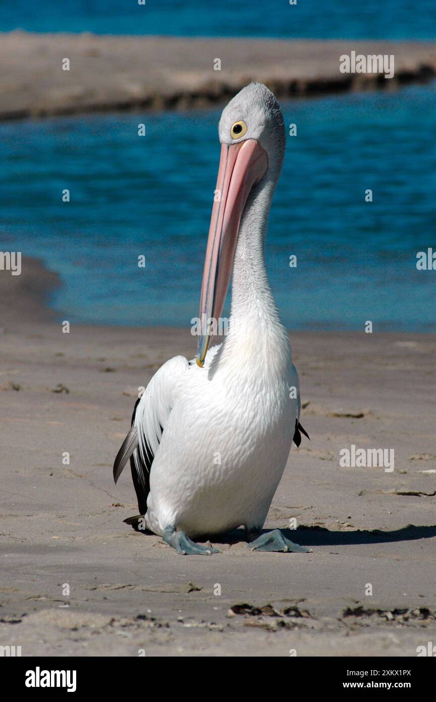 Australian pelican preening hi-res stock photography and images - Alamy