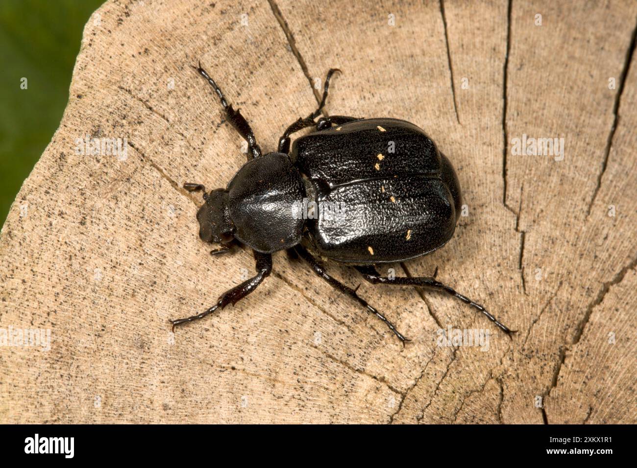 Rare seen insects hi-res stock photography and images - Alamy