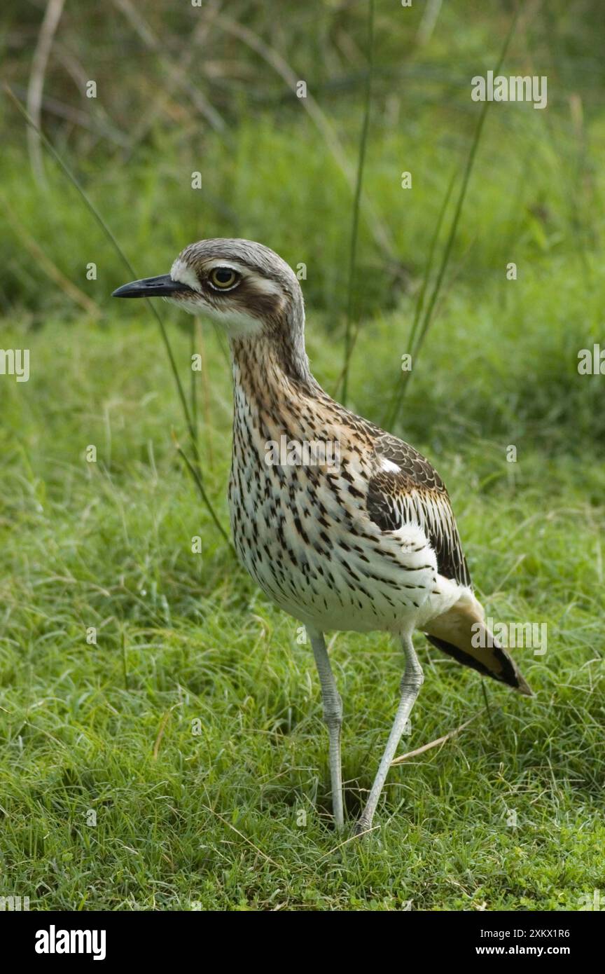 Bush stone curlew australia hi-res stock photography and images - Alamy