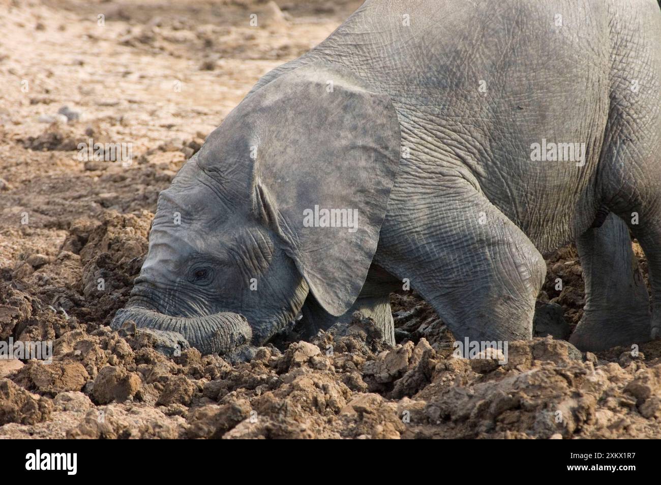 Animal digging hole hi-res stock photography and images - Alamy