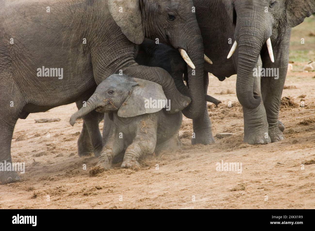 Elephant with baby on back hi-res stock photography and images - Alamy