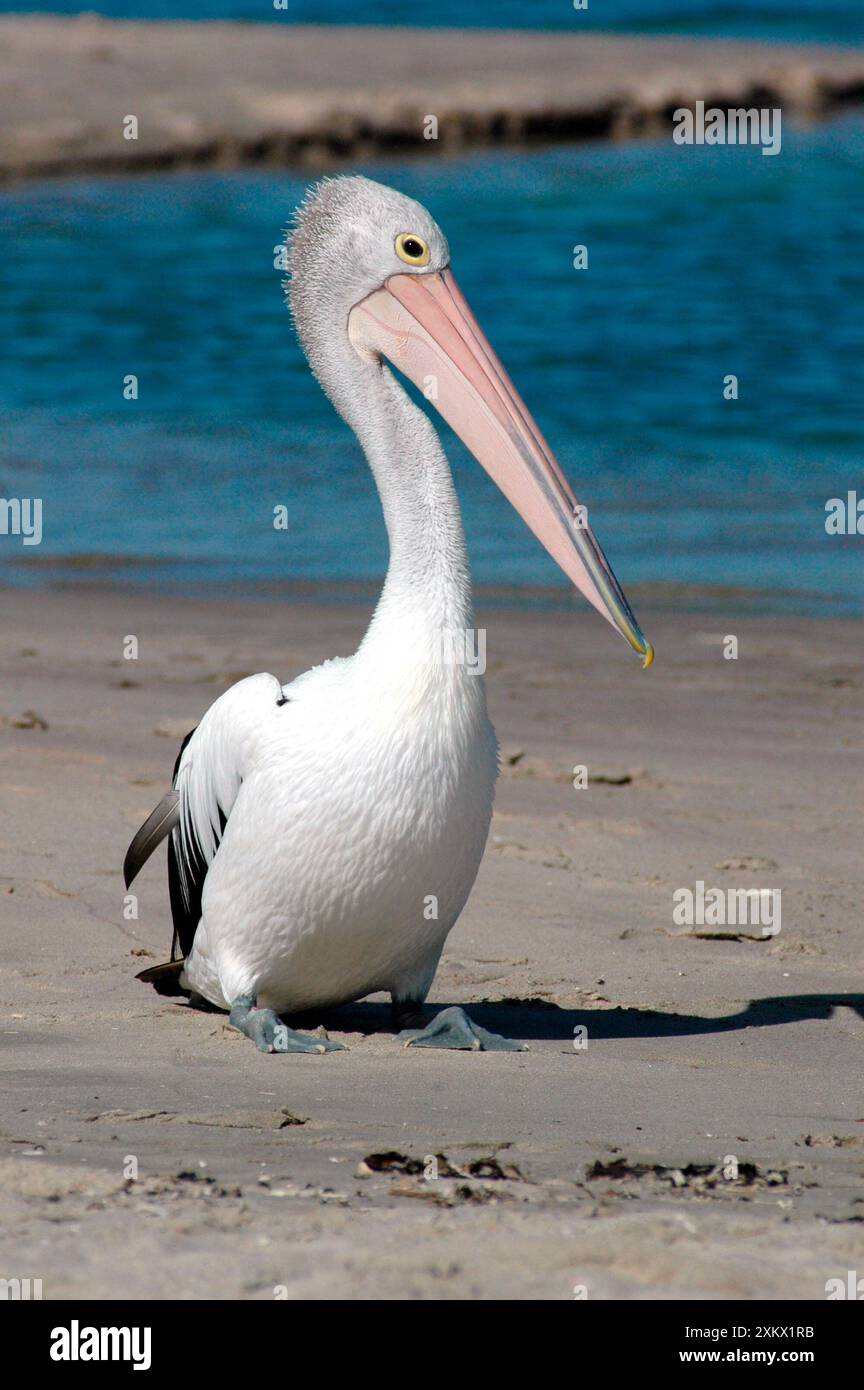 Australian Pelican resting on beach Stock Photo - Alamy