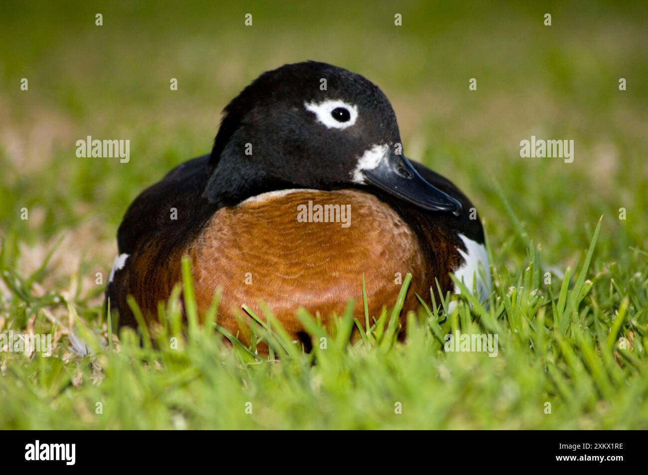 Female australian hi-res stock photography and images - Alamy