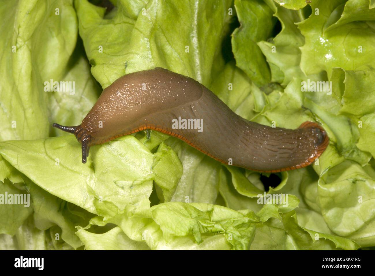 Common Large Garden Slug - On lettuce Stock Photo - Alamy