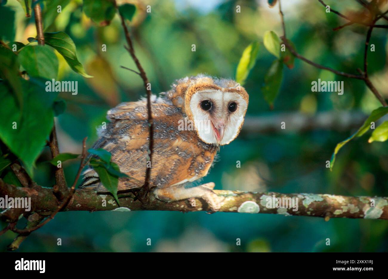 Barn Owl - in tree Stock Photo - Alamy