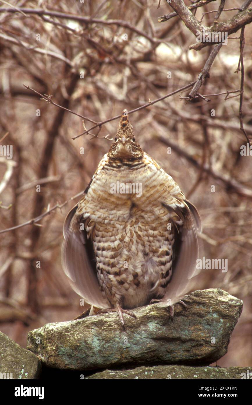 Ruffed grouse male on hi-res stock photography and images - Alamy