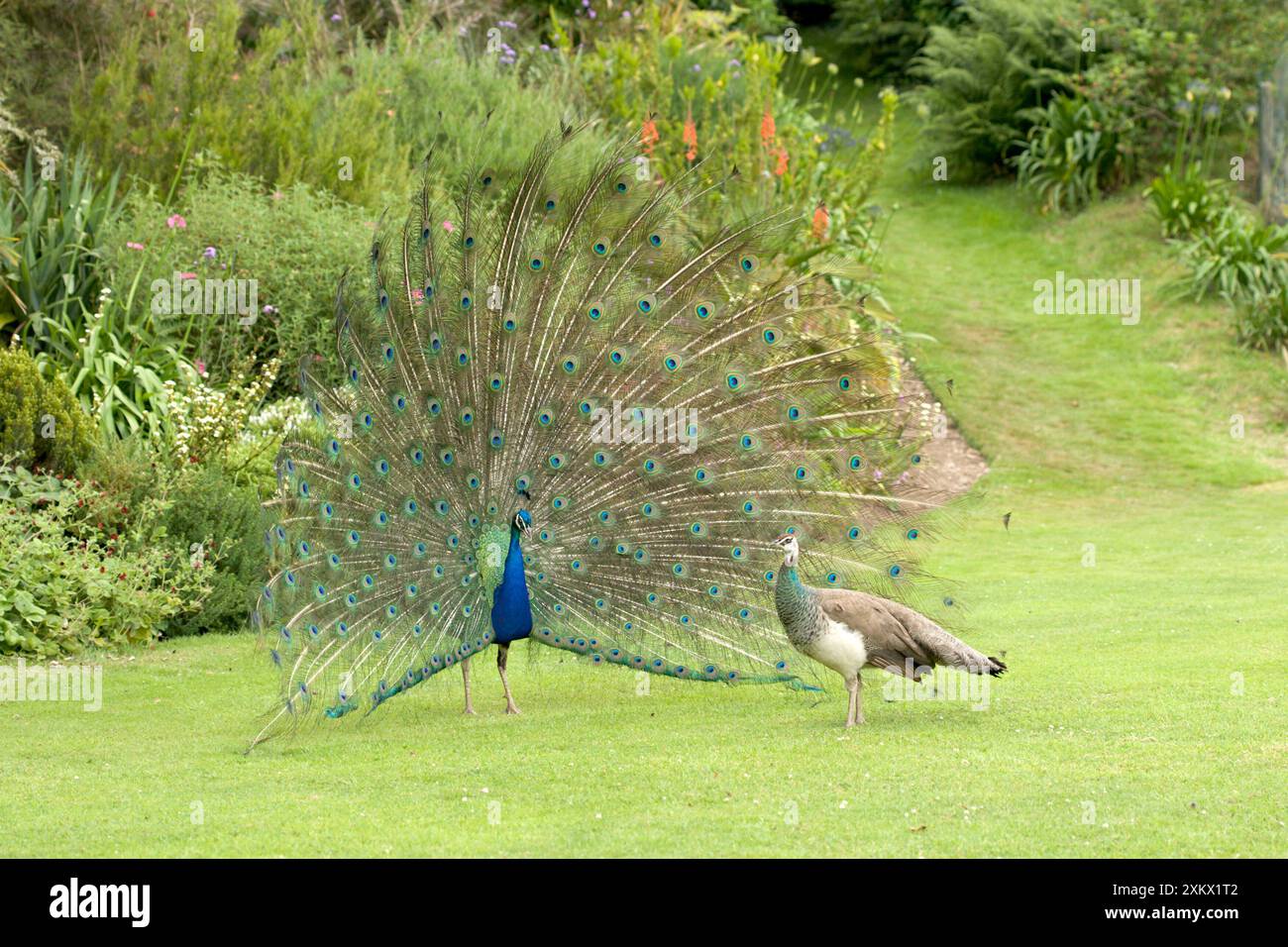 Female peahen hi-res stock photography and images - Alamy