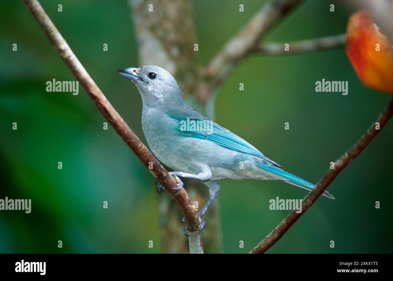 Blue-grey Tanager - In tree Stock Photo - Alamy