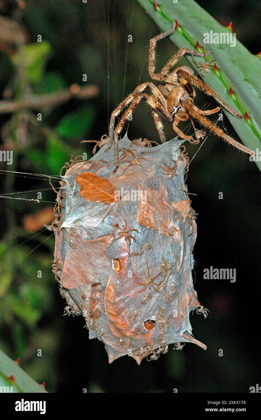 Rain spider - Female guarding recently hatched Stock Photo - Alamy