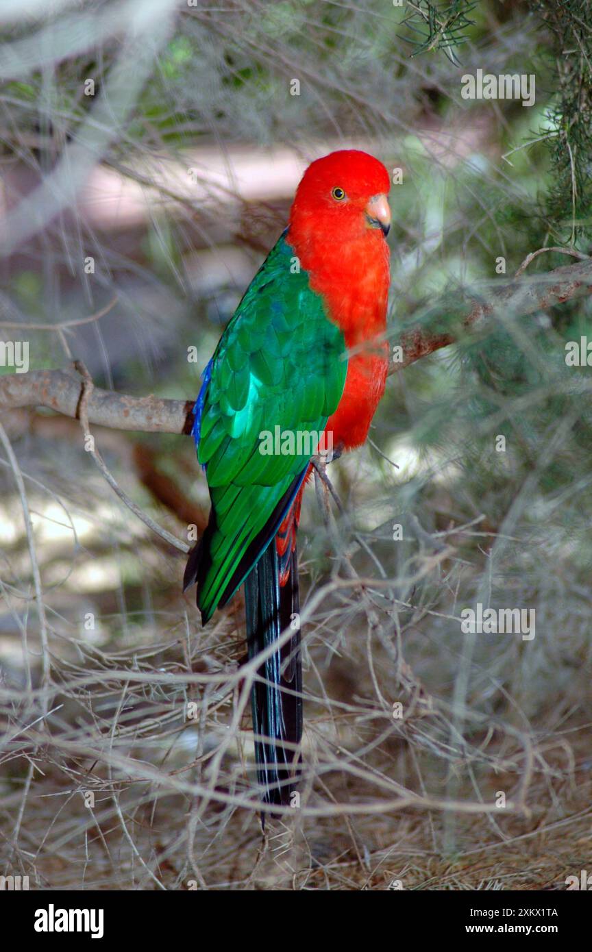 Australian King-Parrot - male, in tree Stock Photo - Alamy