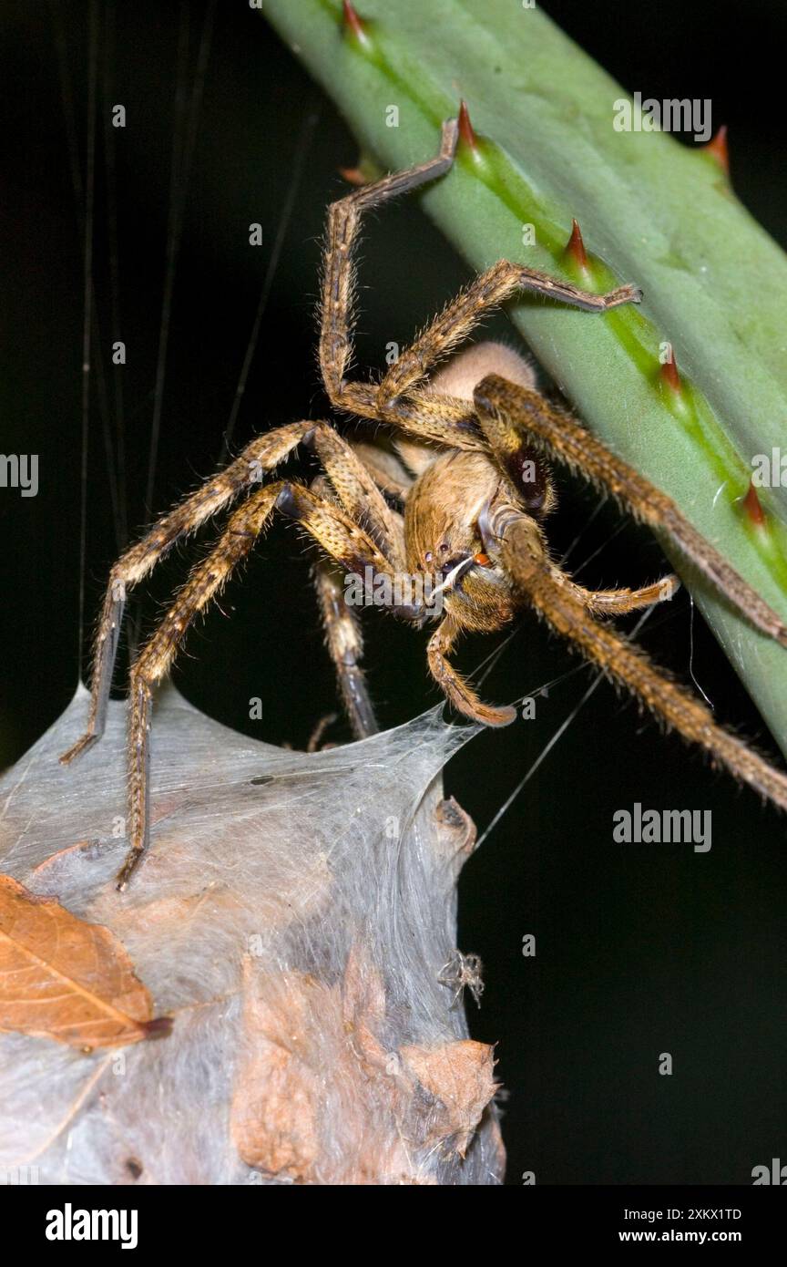 Rain spider - Female guarding egg-sac suspended Stock Photo - Alamy