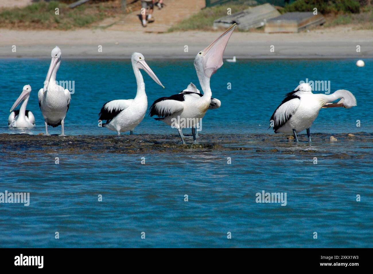 Australian Pelican with fish in pouch Stock Photo - Alamy