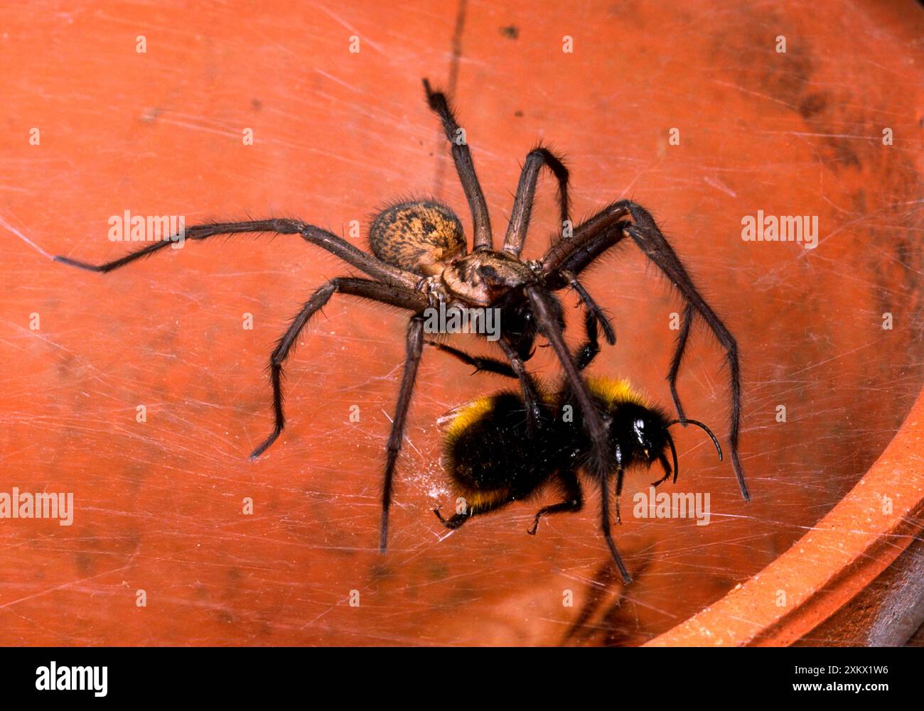 Common House Spider - Catching and biting bumble bee prey (Tegenaria ...