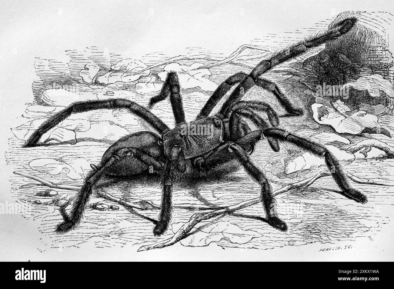 Arachnid illustrations hi-res stock photography and images - Alamy