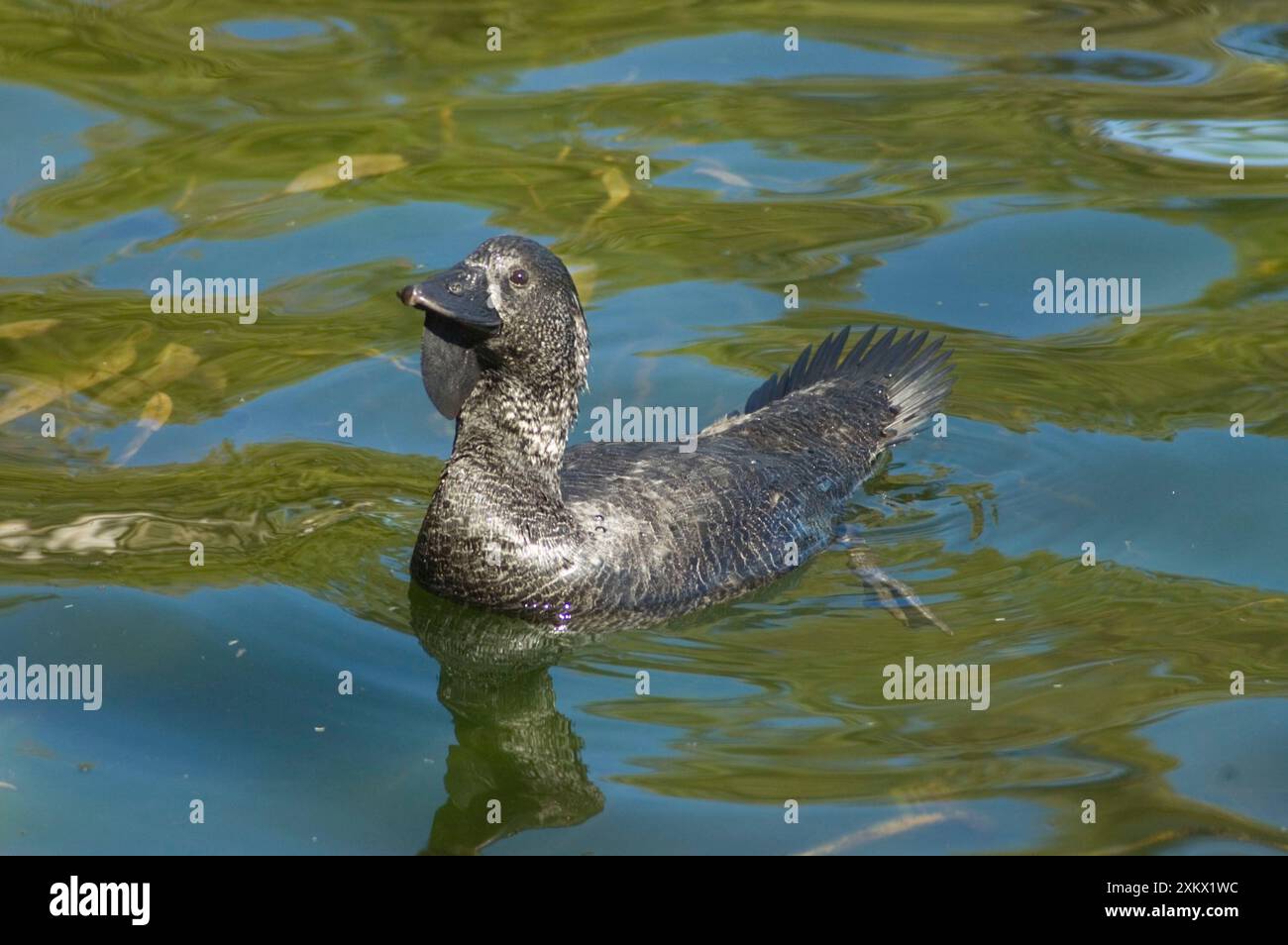 Musk duck biziura lobata hi-res stock photography and images - Alamy