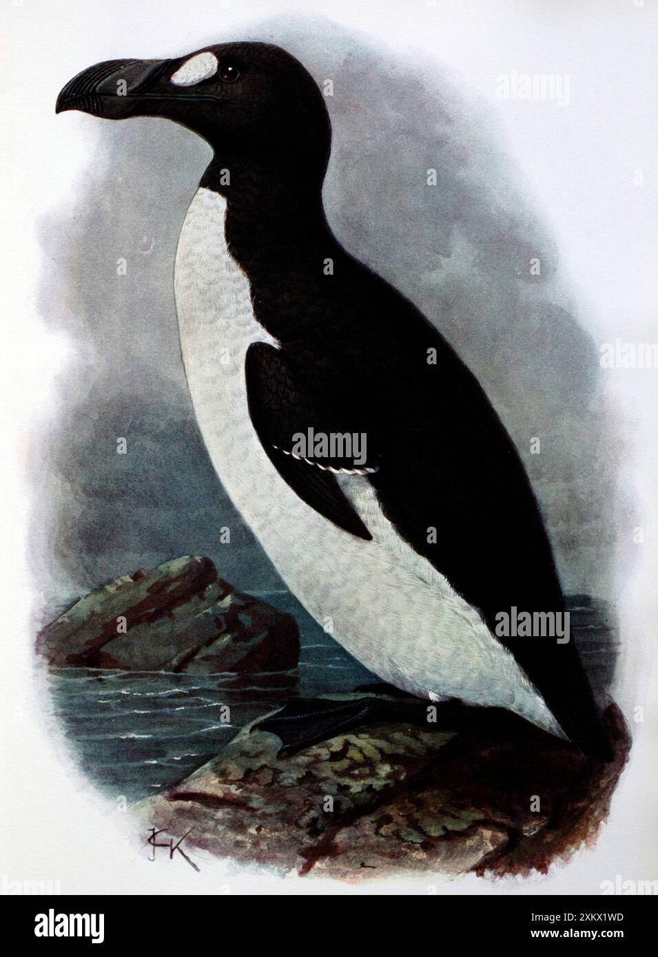 Illustration: Great auk - from Rothschild 1907 Stock Photo - Alamy