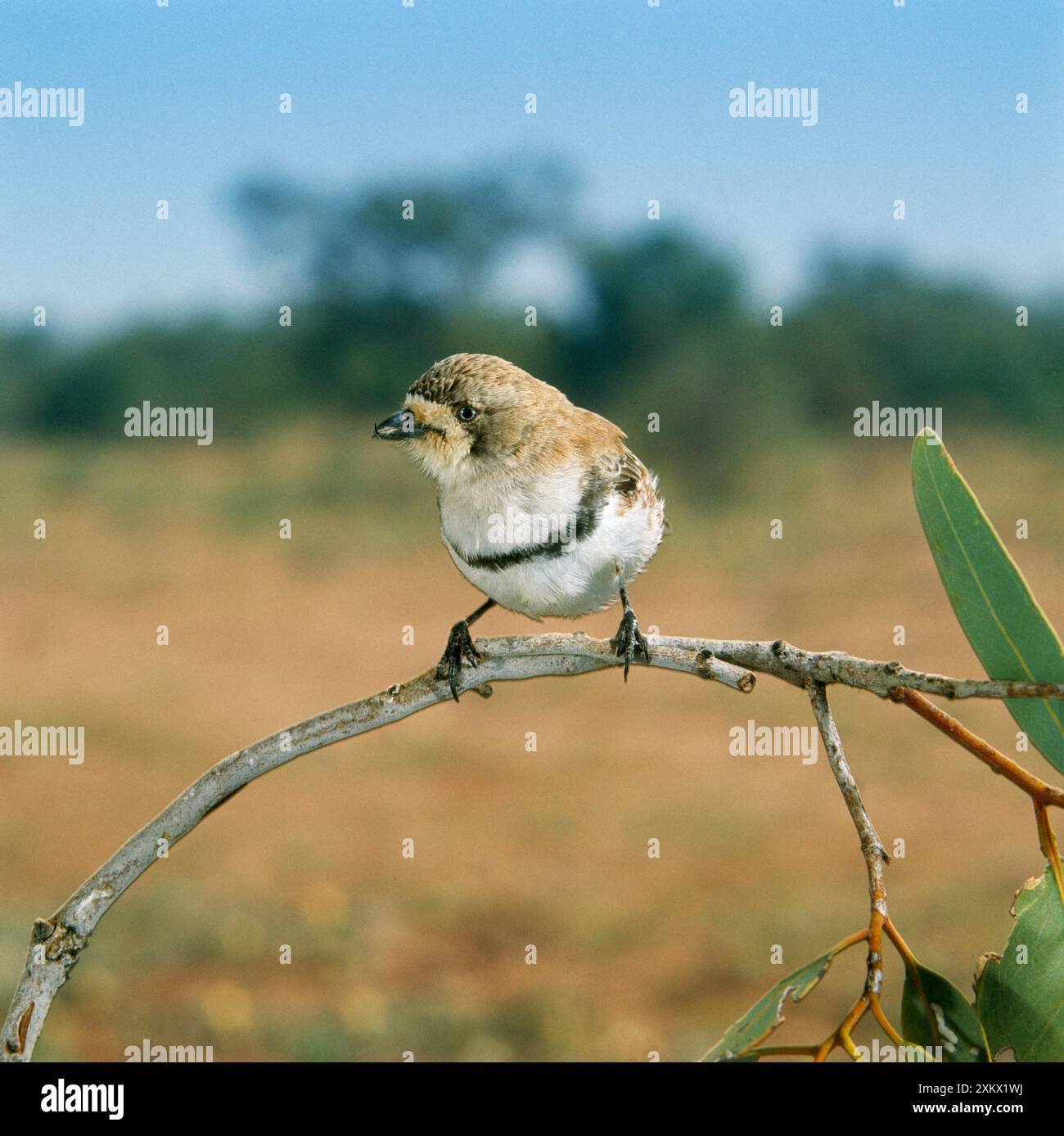 Banded whiteface hi-res stock photography and images - Alamy