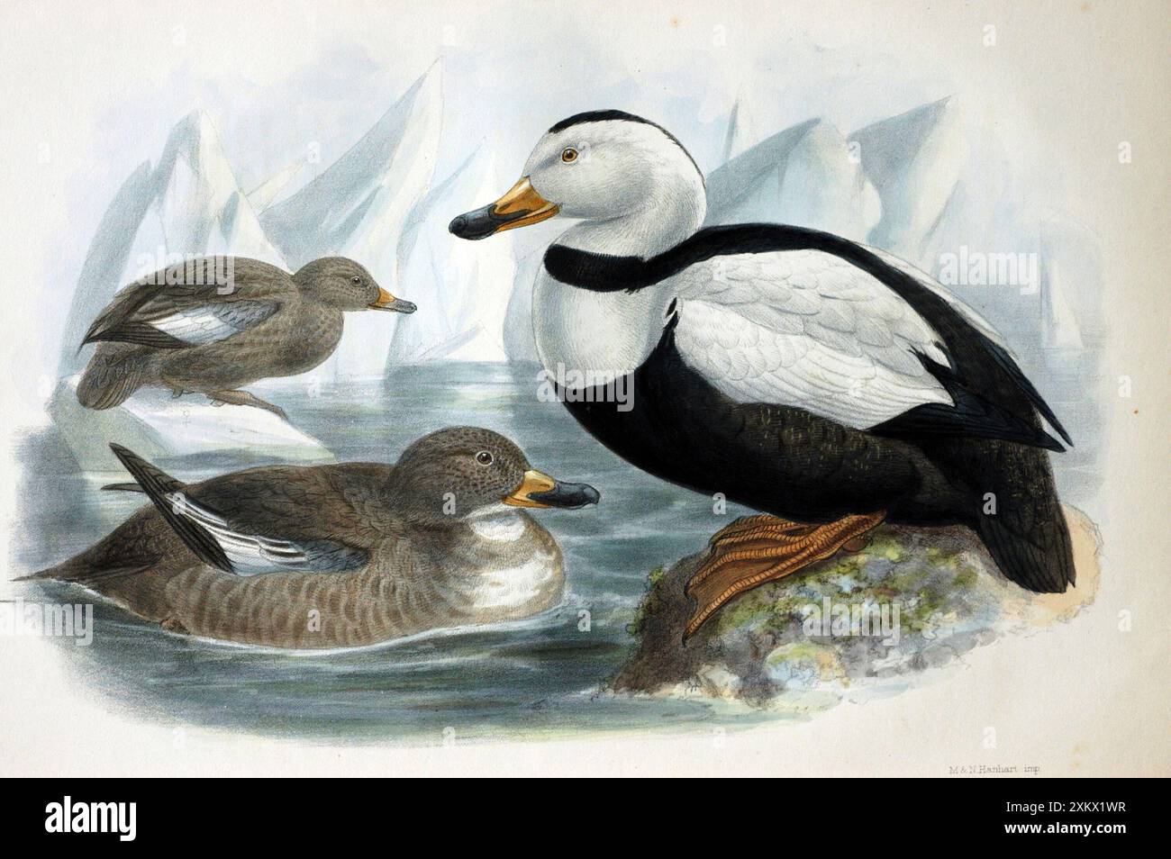 American wildlife illustration hi-res stock photography and images - Alamy