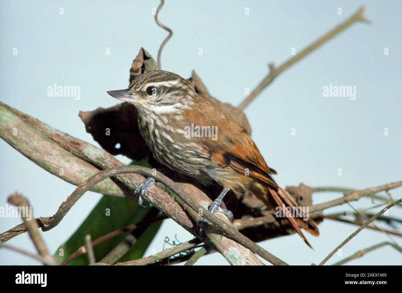 Xenop hi-res stock photography and images - Alamy