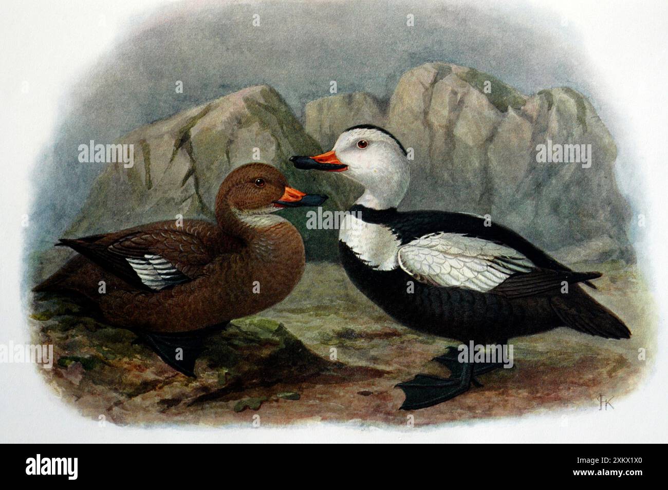 Illustration: Labrador duck- from Rothschild 1907 Stock Photo - Alamy