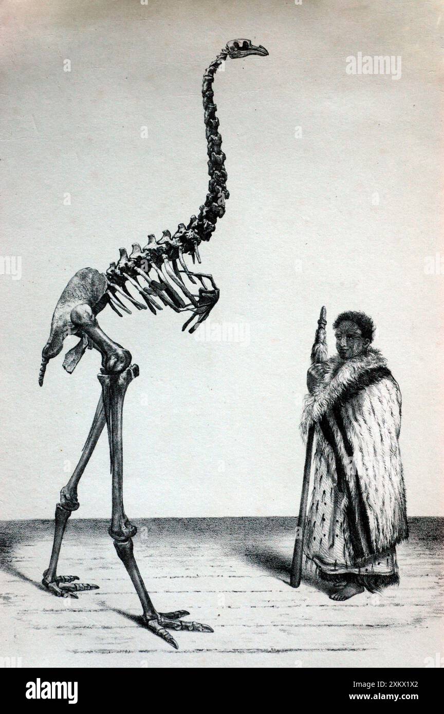 Black & White Illustration: Moa skeleton with man Stock Photo - Alamy