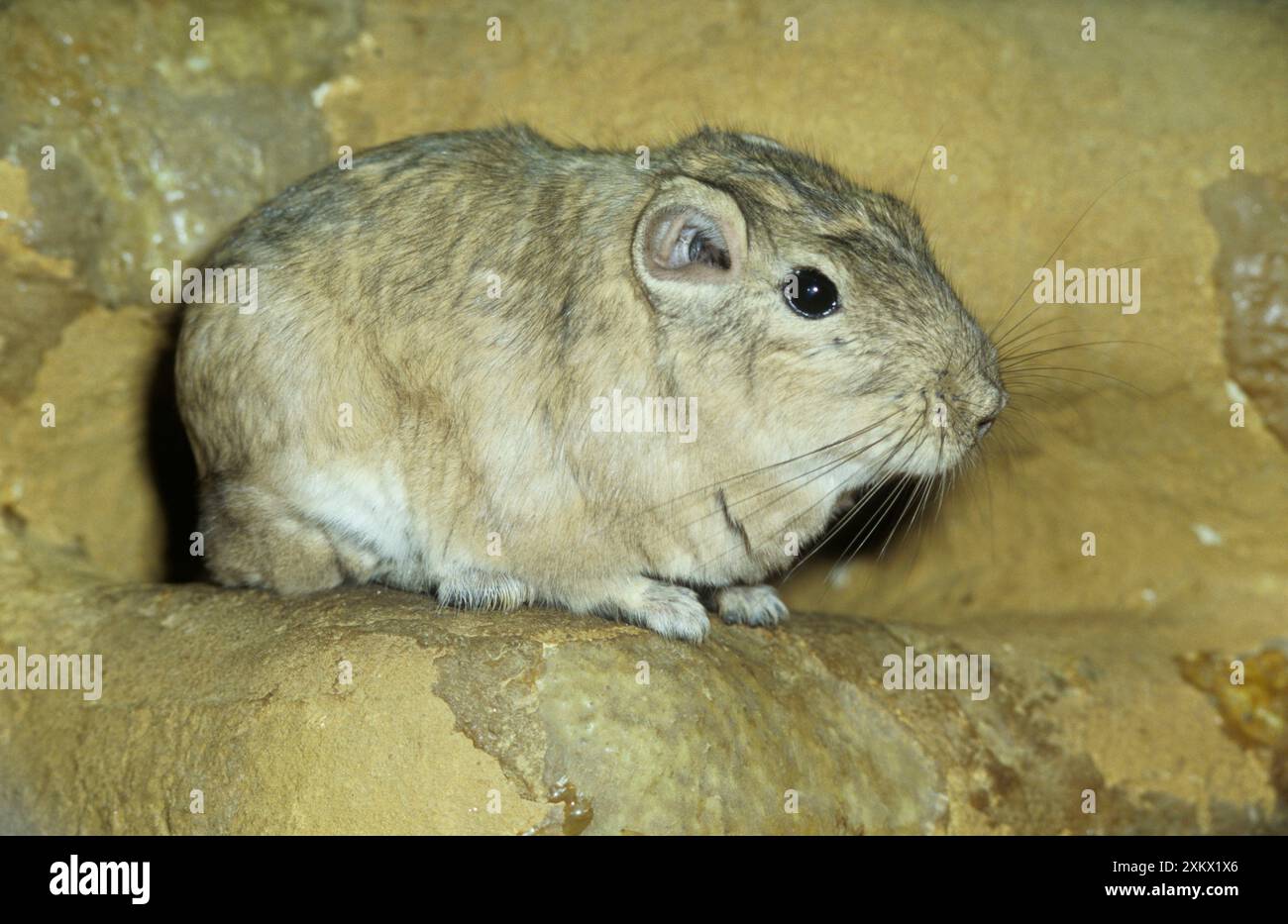 Gundi hi-res stock photography and images - Alamy