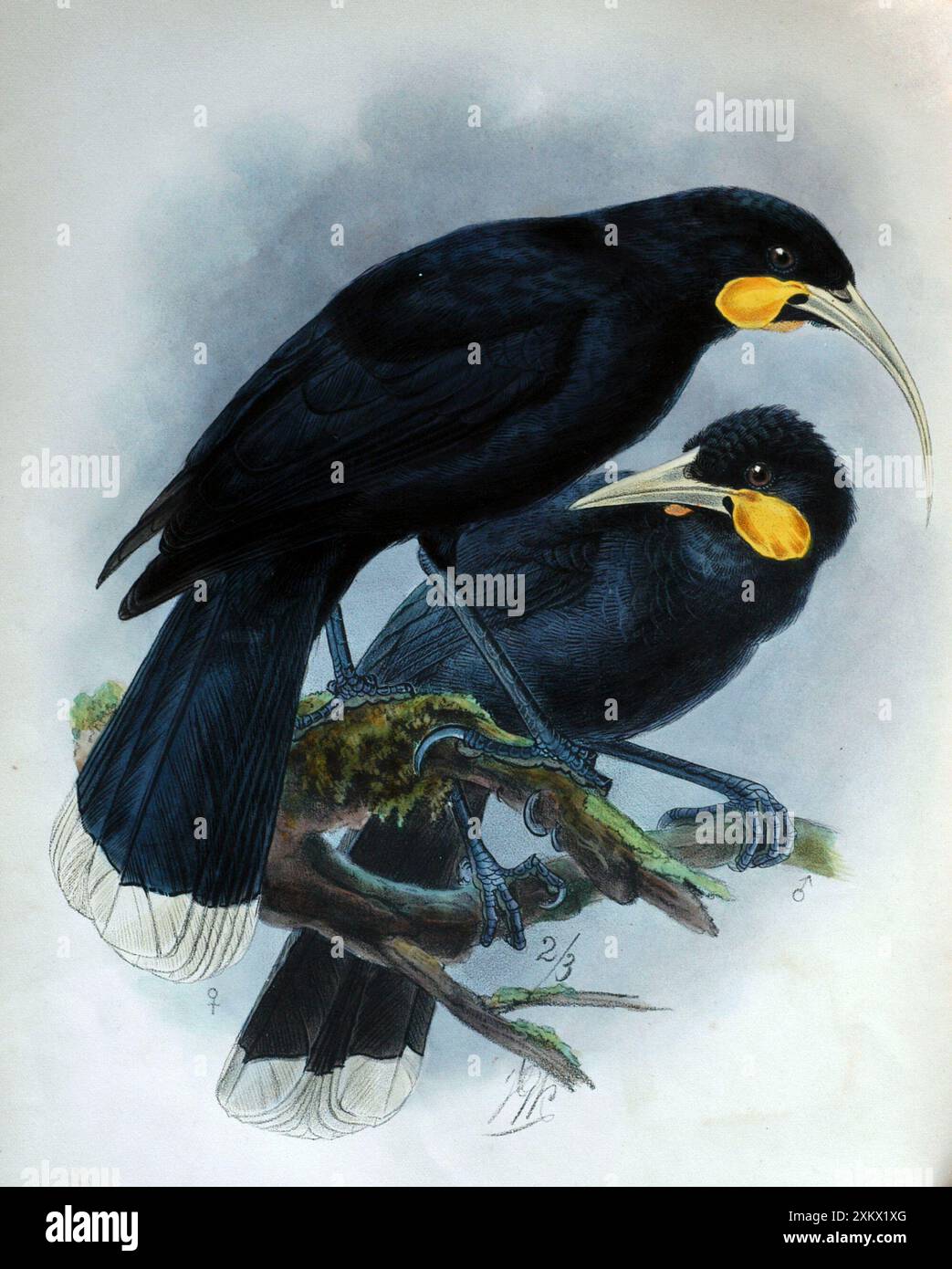 Illustration: Huia, male and female. From Buller Stock Photo - Alamy