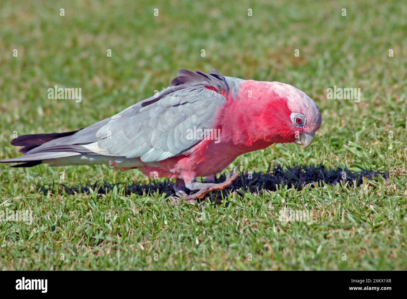 Galah grazing hi-res stock photography and images - Alamy