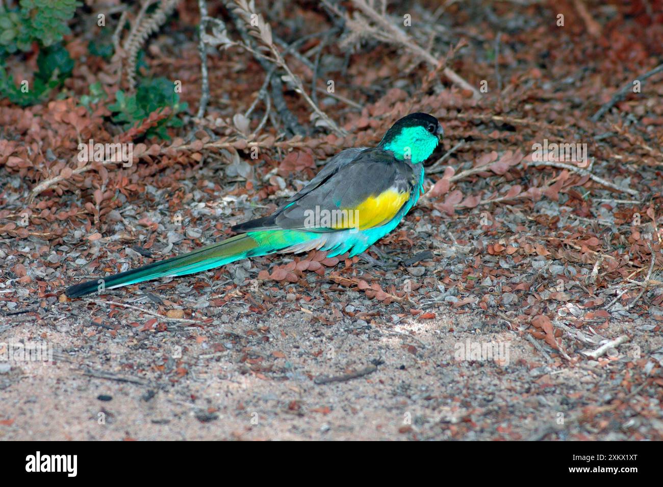 Hooded Parrot - male foraging on ground Stock Photo - Alamy