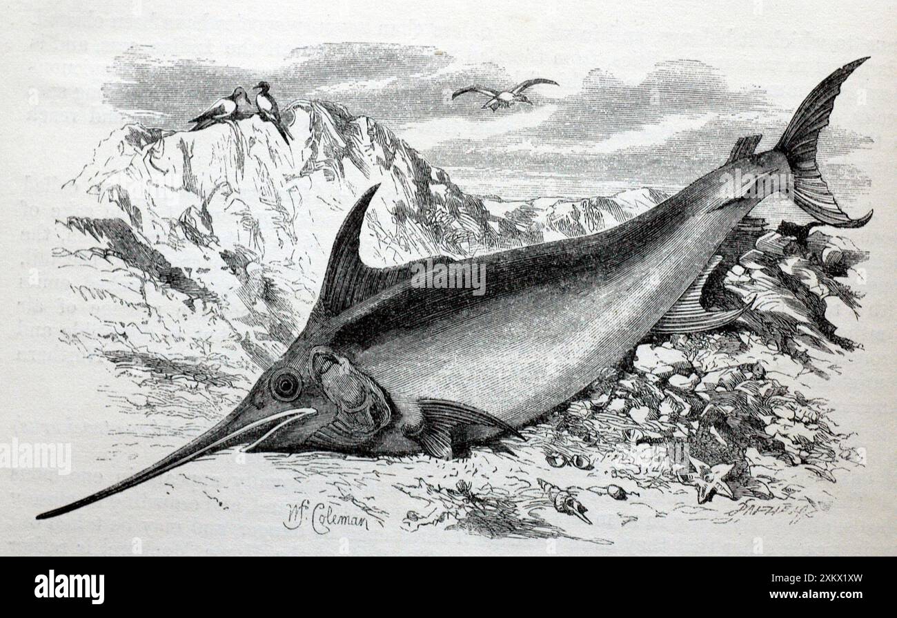 Black & White Illustration: Swordfish from Wood 1863 Stock Photo - Alamy