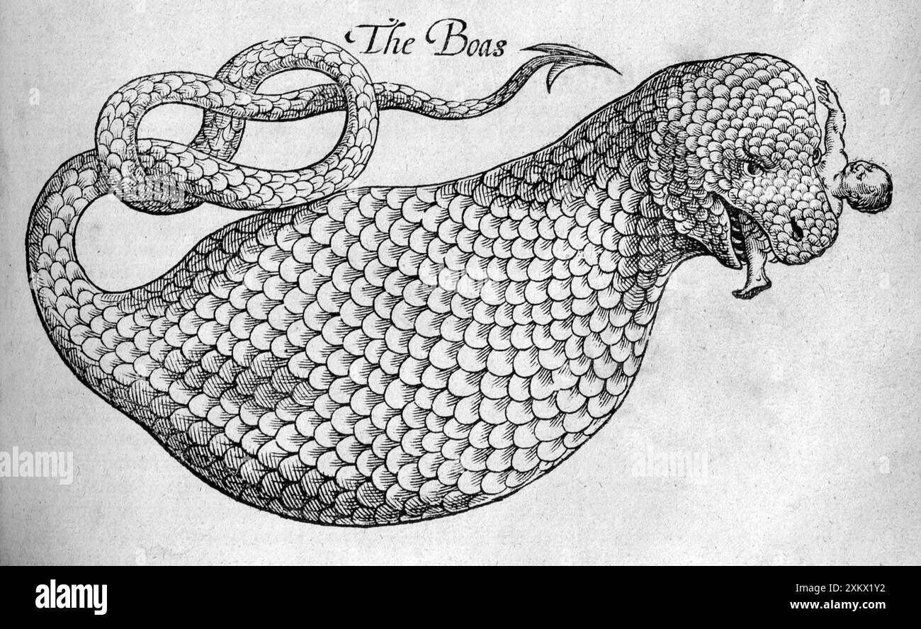 Black & White Illustration: Boa Snake eating human Stock Photo - Alamy