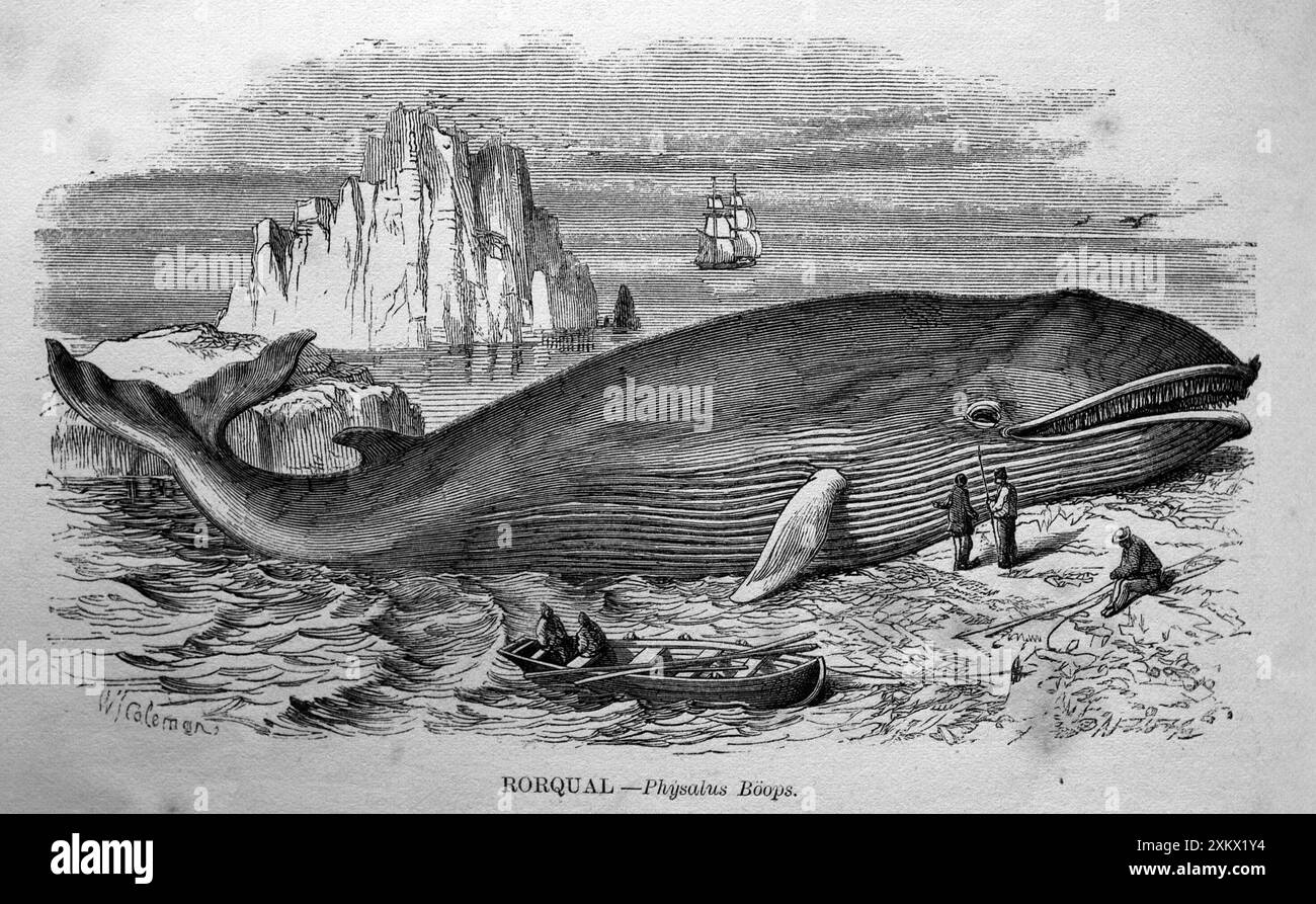 Black & White Illustration: Beached Whale Stock Photo - Alamy