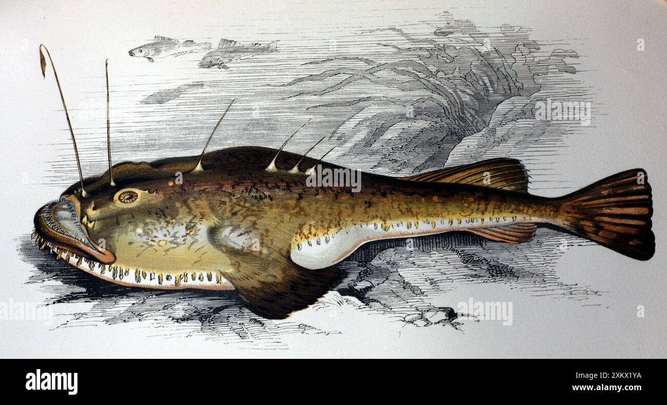 Illustration: Anglerfish / Sea Monkfish - from Couch 1877 Stock Photo ...