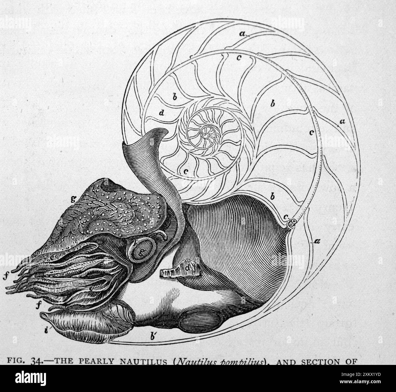 Black & White Illustration: Pearly Nautilus sectioned Stock Photo - Alamy