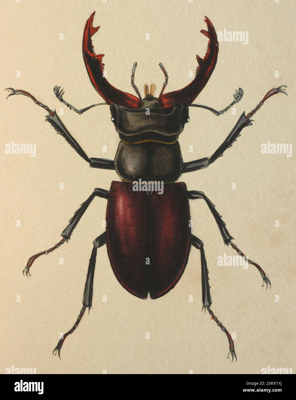 Male european stag beetle hi-res stock photography and images - Alamy