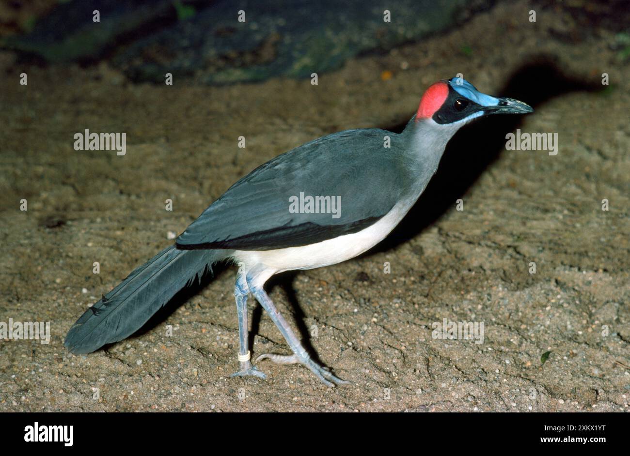 Grey-necked Bald Crow / Grey-necked Bald Rockfowl Stock Photo - Alamy