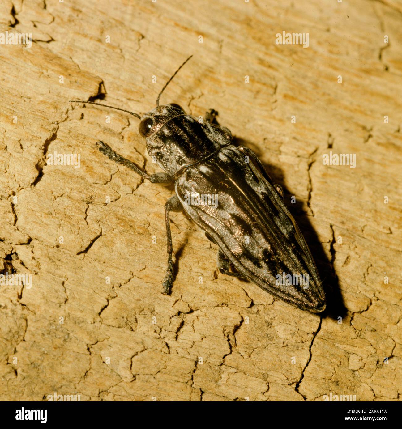 Pine borer hi-res stock photography and images - Alamy