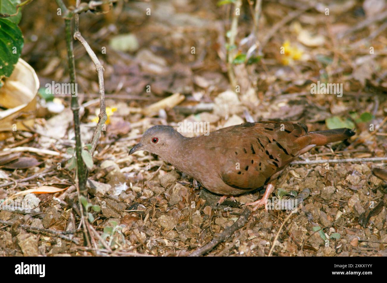 Ruddy Ground DOVE Stock Photo - Alamy